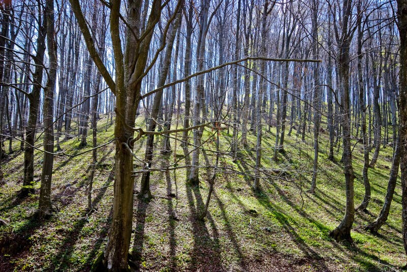 Dense Forest Trees in Autumn Stock Image - Image of dense, colorful ...