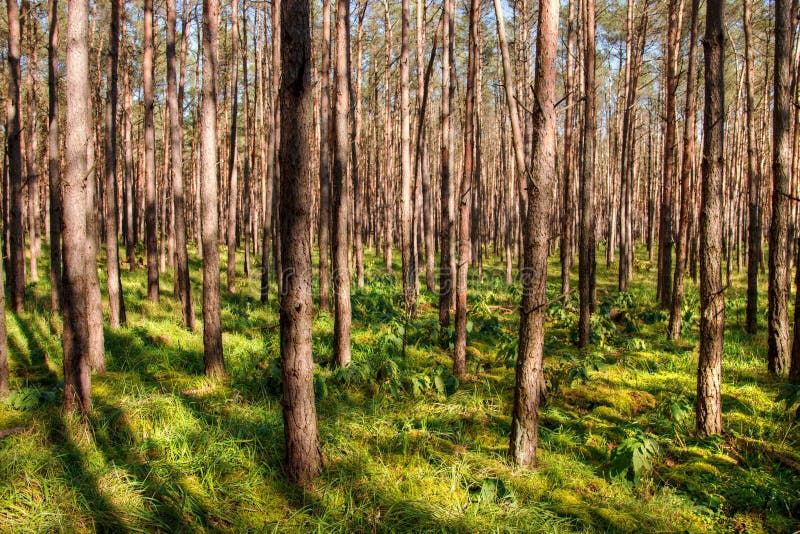 Dense Forest stock image. Image of compact, glade, rough - 46931783