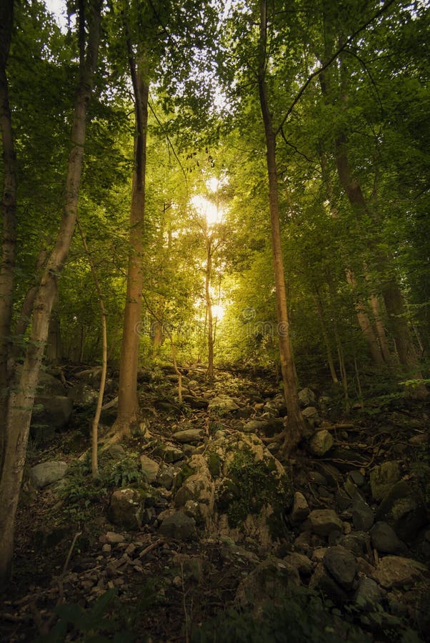 Dense forest trees stock image. Image of hiking, sunlight - 84963989