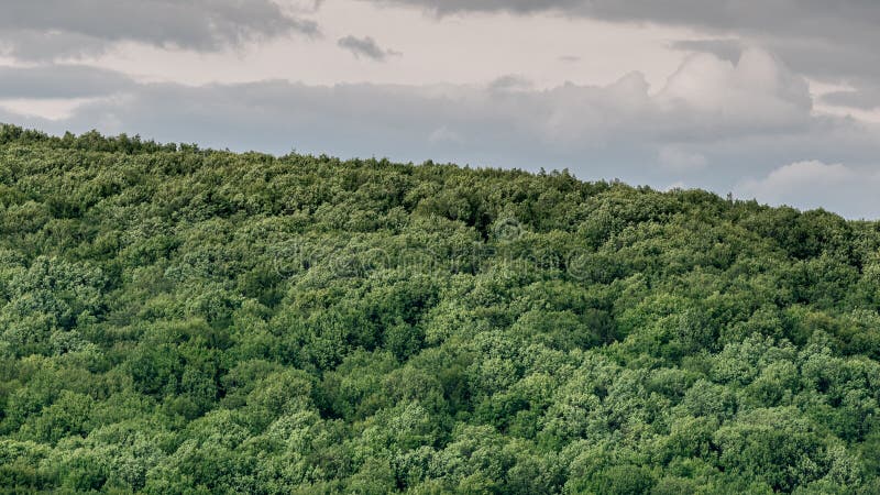 The Dense Forest of Trees Under the Dramatic Sky Stock Photo - Image of ...