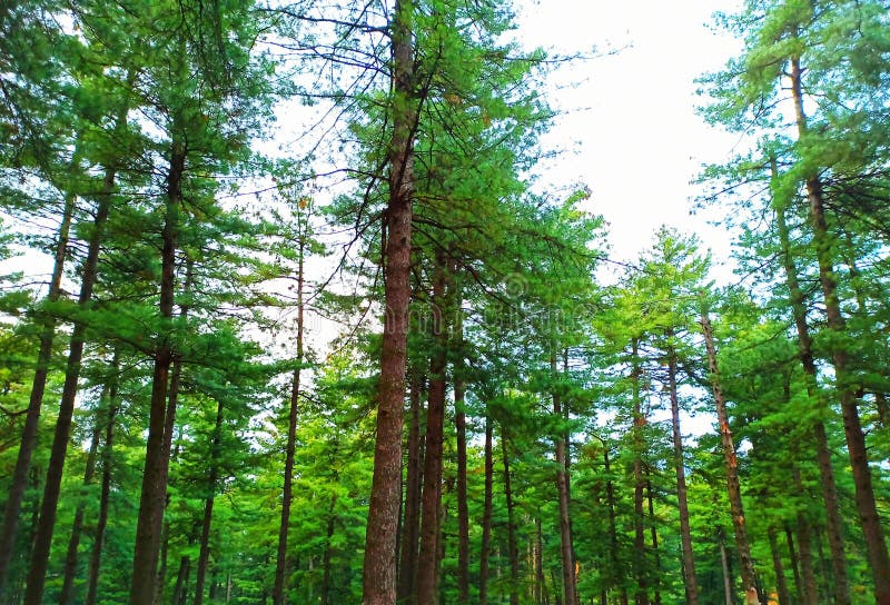 Dense Forest View Having Straight Long Trees Stock Photo - Image of ...