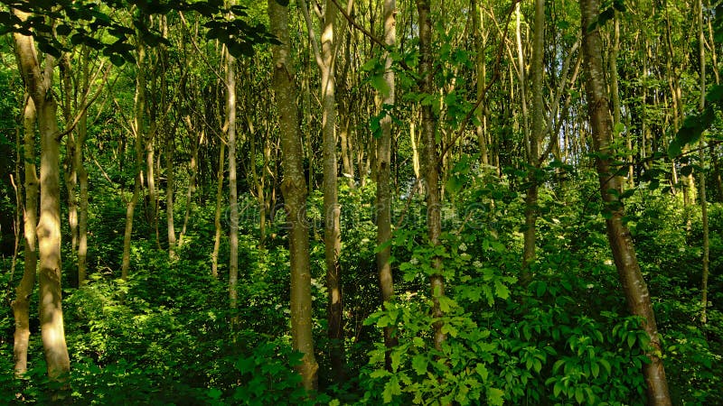 Dense Forest Wilderness Background with Sunny Shrubs and Young Tree ...