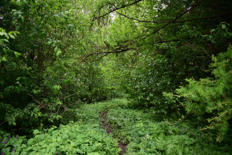 A Path Clearing through Forest Trees of an Animated Sunset. Stock Image ...