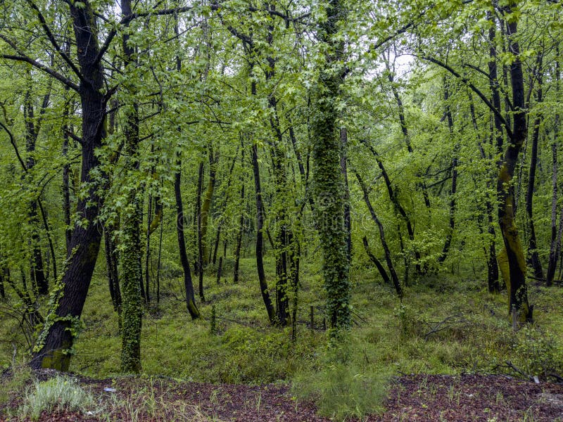 Dense Forests in the Aegean Region Stock Image - Image of region ...