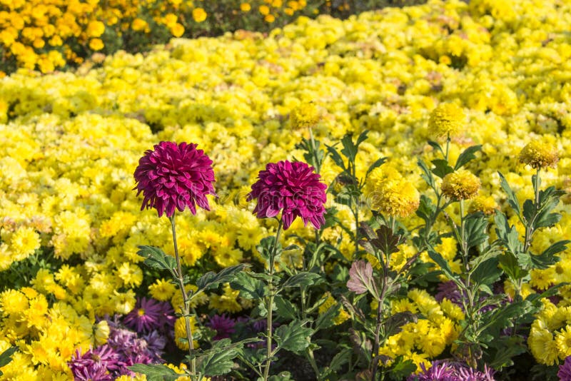 Dense Garden stock photo. Image of chrysanthemums, garden - 27490664