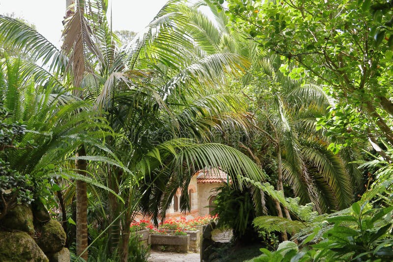 Dense Garden with Many Tropical Plants and a Building Seen through it ...