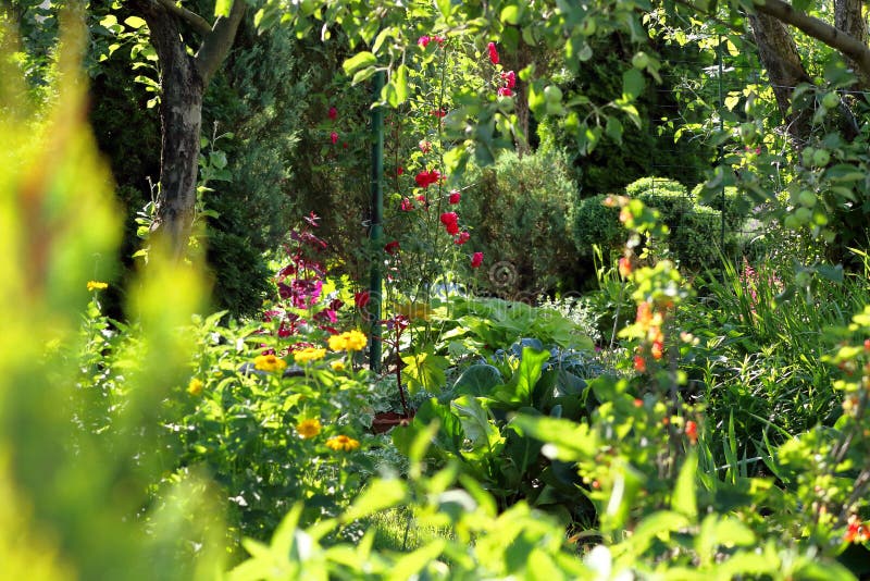 Dense garden in Brittany stock photo. Image of colorful - 157277908