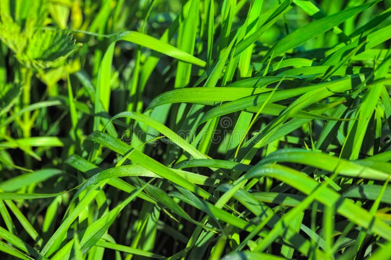 Dense grass stock photo. Image of field, purity, green - 11341148