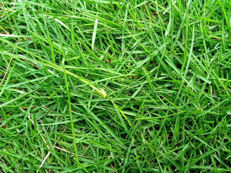 Dense Grass Background with Small Leaves Stock Photo - Image of food ...