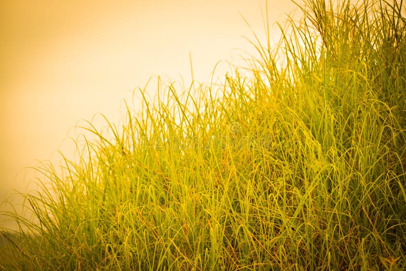 Dense grasses stock photo. Image of grass, moist, field - 90074054