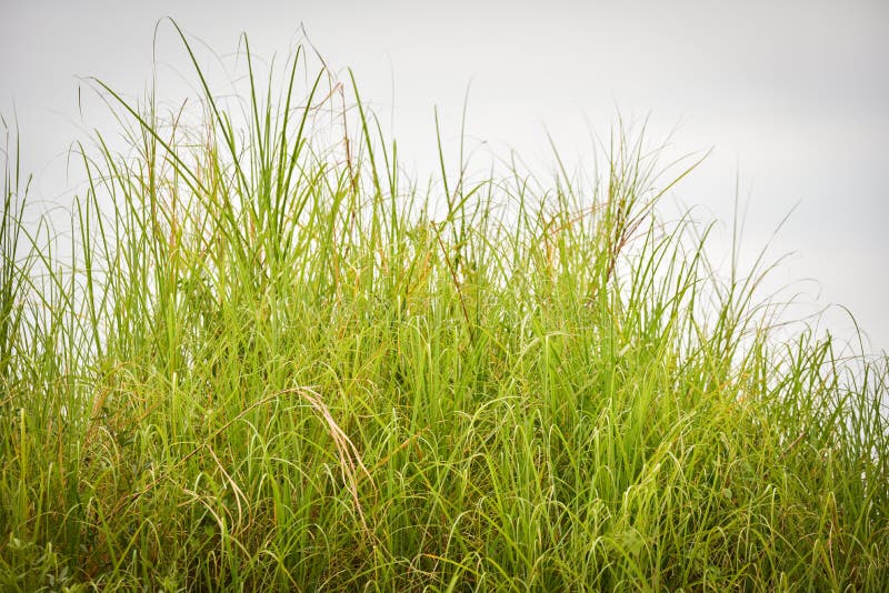 Dense grasses stock photo. Image of green, close, closeup - 90074044