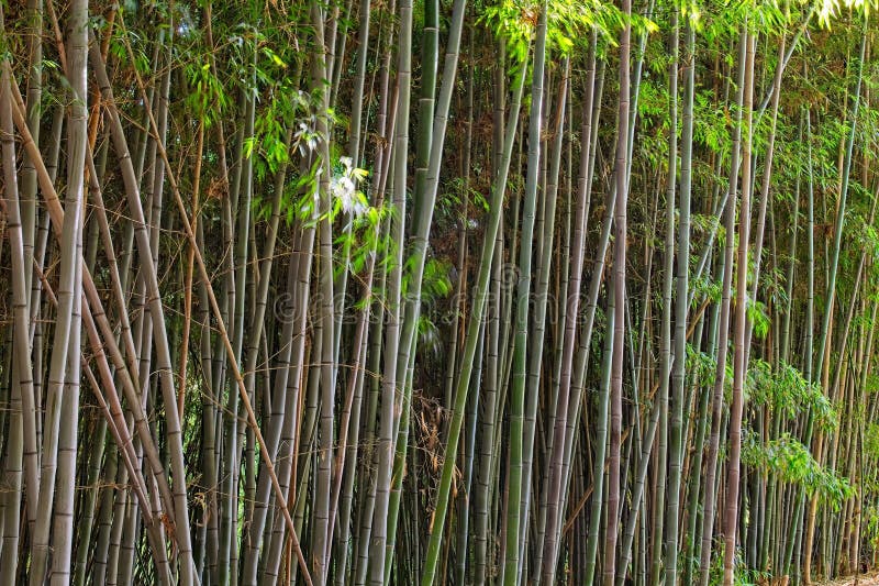 Dense Green Bamboo Forest of Golden Bamboo, Phyllostachys Aurea. Stock ...