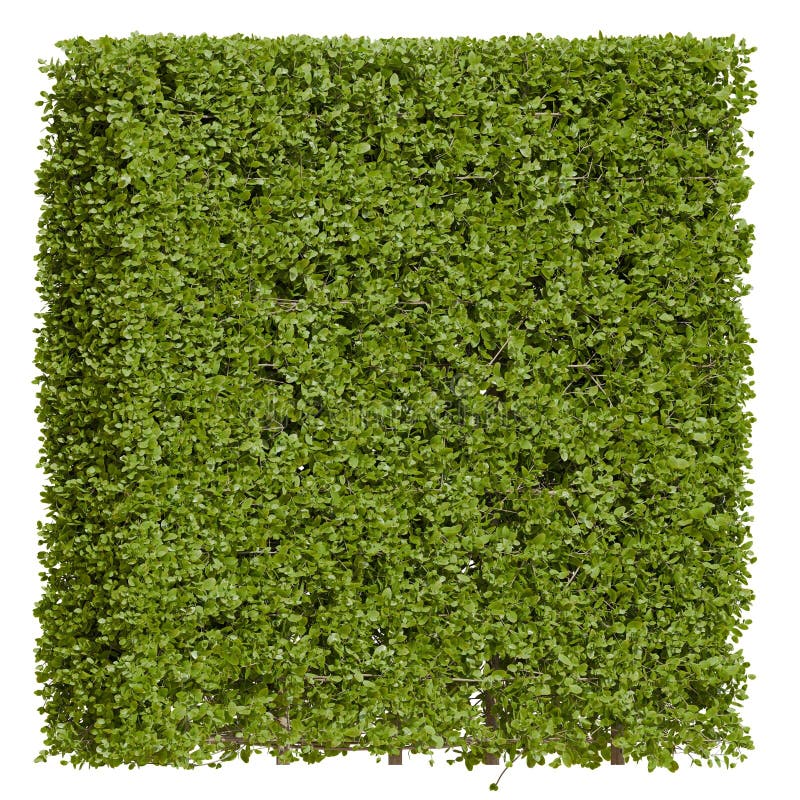 Neat Bush Stock Illustrations – 170 Neat Bush Stock Illustrations ...