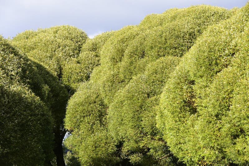 Dense Green Crowns of Trees Stock Image - Image of crown, growth: 167419361