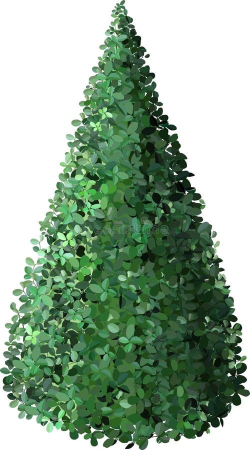 Dense Green Foliage Forms a Tall, Conical Shape, Resembling a Stylized ...