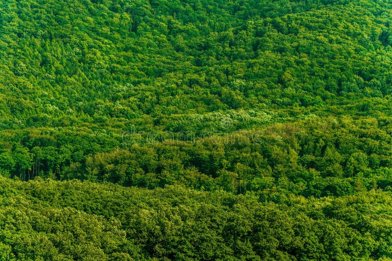 Dense Green Leaves of Shady Trees Stock Photo - Image of dense, trees ...