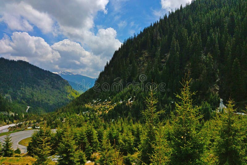 Dense Green Forest in the Highlands and a Road. Stock Photo - Image of ...