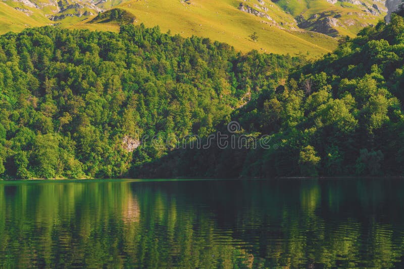 Dense Green Forest by the Lake Stock Photo - Image of tree, summer ...