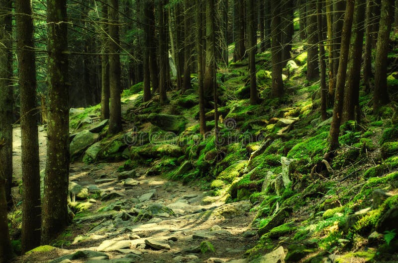 Dense green forest stock image. Image of plants, dense - 43394785