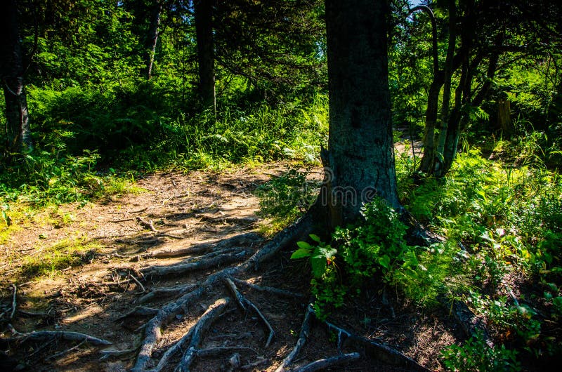 Dense Green Forest. Summer Winding Path between the Trees Stock Photo ...