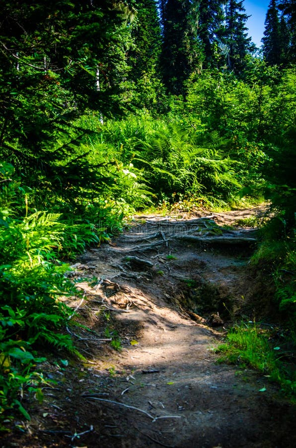 Dense Green Forest. Summer Winding Path between the Trees Stock Photo ...