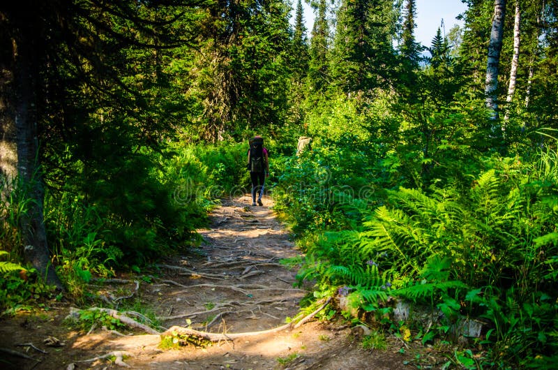 Dense Green Forest. Summer Winding Path between the Trees Stock Image ...