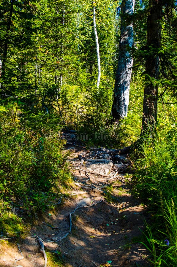 Dense Green Forest. Summer Winding Path between the Trees Stock Image ...