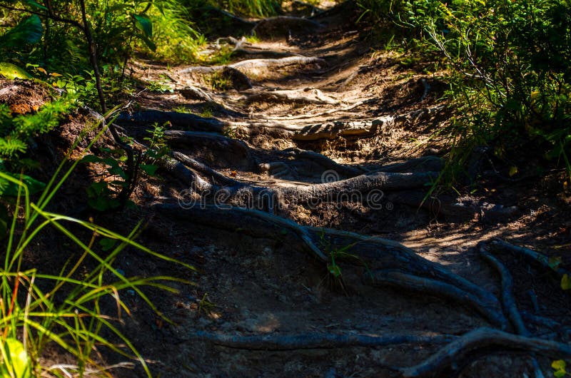 Dense Green Forest. Summer Winding Path between the Trees Stock Image ...