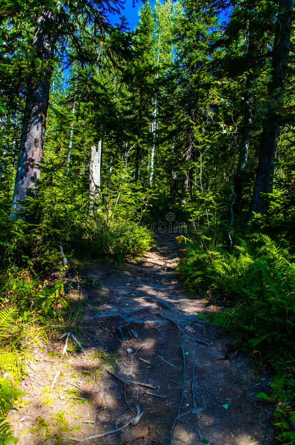 Dense Green Forest. Summer Winding Path between the Trees Stock Photo ...