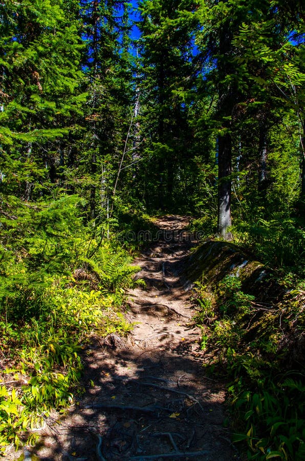 Dense Green Forest. Summer Winding Path between the Trees Stock Image ...