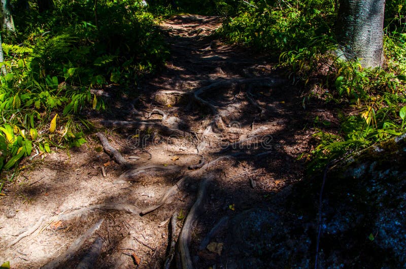 Dense Green Forest. Summer Winding Path between the Trees Stock Photo ...