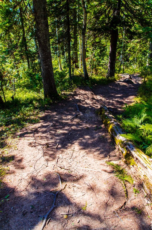 Dense Green Forest. Summer Winding Path between the Trees Stock Image ...