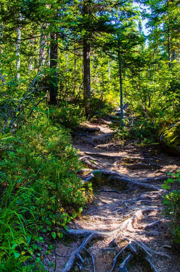Dense Green Forest. Summer Winding Path between the Trees Stock Photo ...