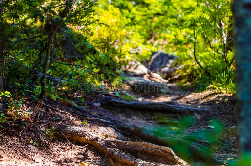 Dense Green Forest. Summer Winding Path between the Trees Stock Image ...