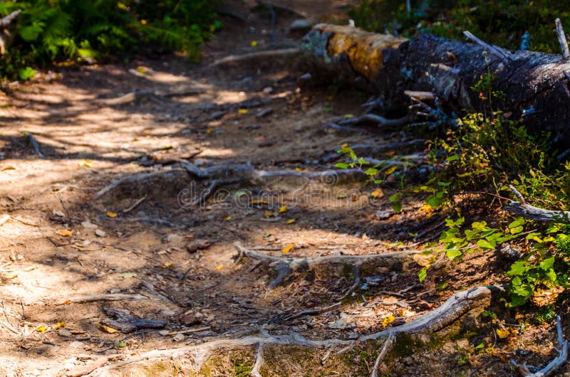 Dense Green Forest. Summer Winding Path between the Trees Stock Photo ...