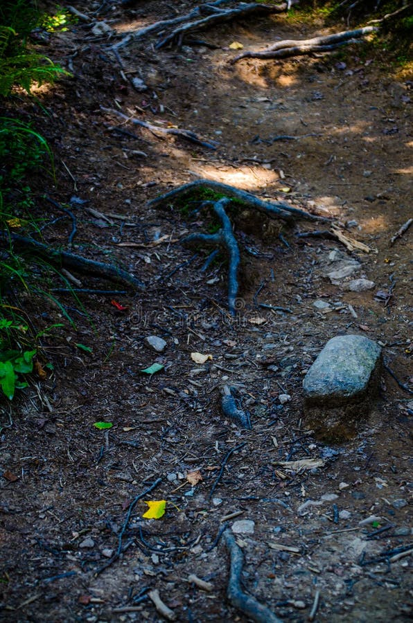 Dense Green Forest. Summer Winding Path between the Trees Stock Photo ...