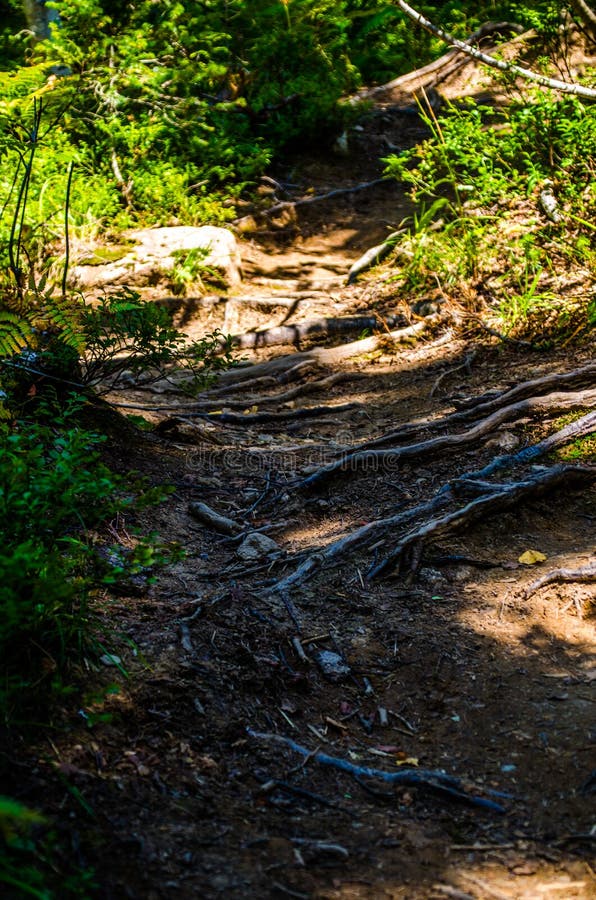 Dense Green Forest. Summer Winding Path between the Trees Stock Image ...
