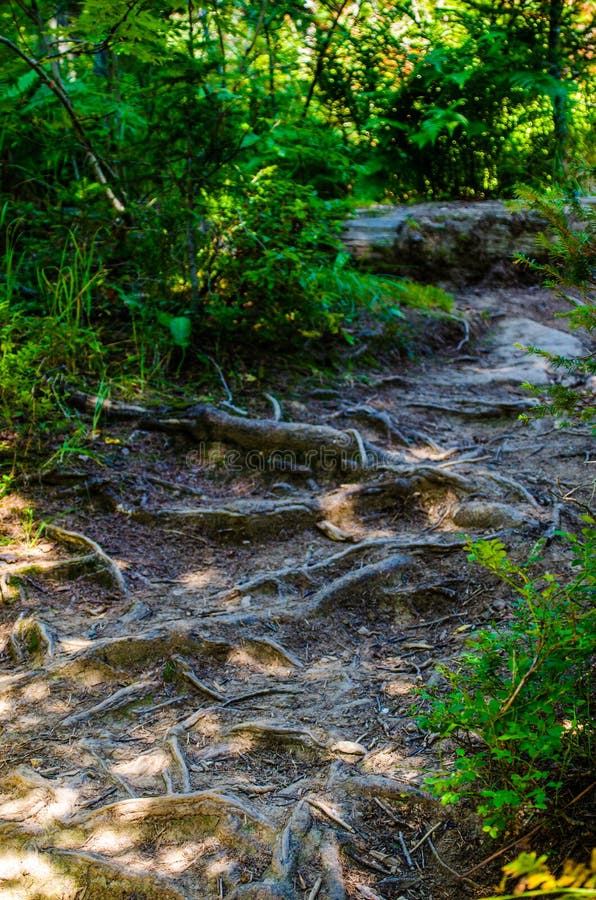 Dense Green Forest. Summer Winding Path between the Trees Stock Photo ...
