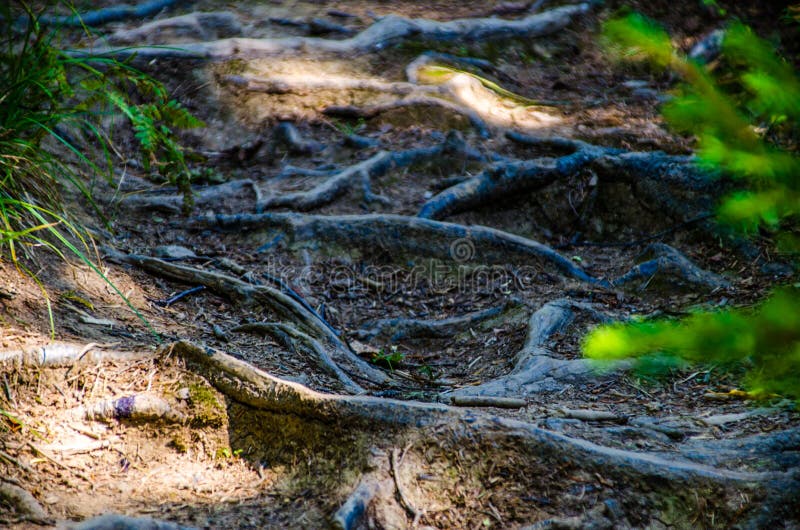 Dense Green Forest. Summer Winding Path between the Trees Stock Photo ...