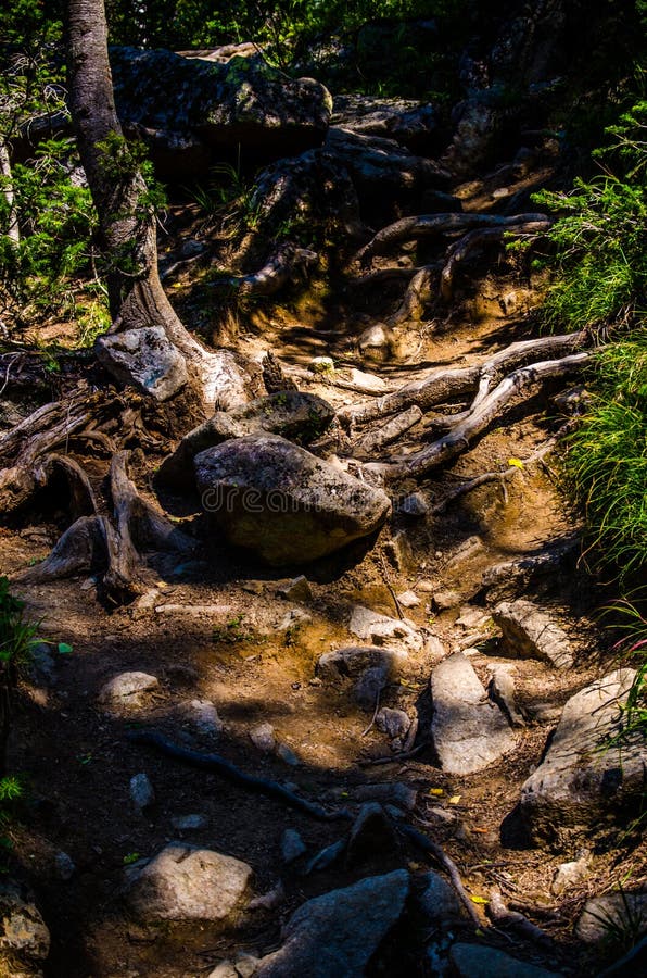 Dense Green Forest. Summer Winding Path between the Trees Stock Image ...