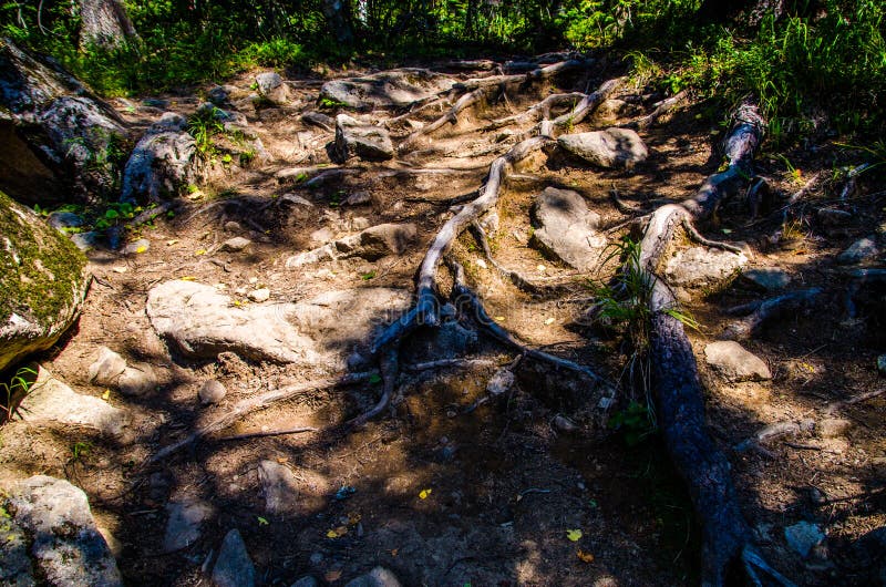 Dense Green Forest. Summer Winding Path between the Trees Stock Photo ...