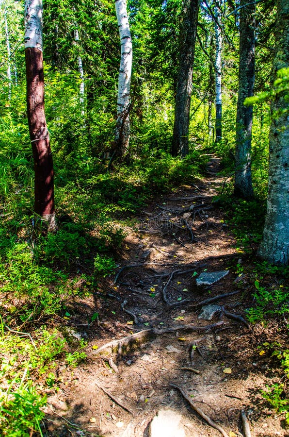 Dense Green Forest. Summer Winding Path between the Trees Stock Image ...