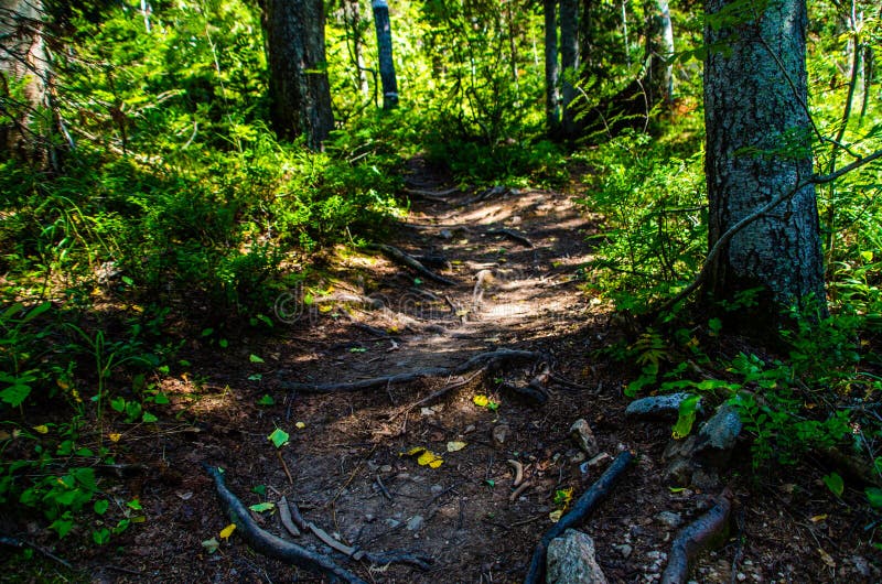 Dense Green Forest. Summer Winding Path between the Trees Stock Image ...