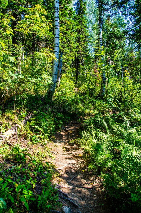 Dense Green Forest. Summer Winding Path between the Trees Stock Image ...