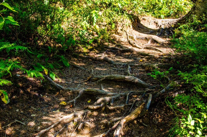 Dense Green Forest. Summer Winding Path between the Trees Stock Image ...