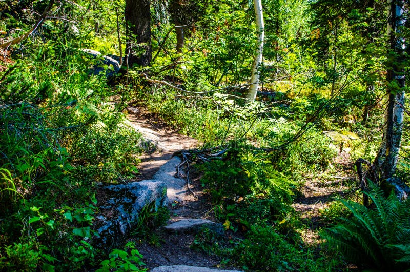 Dense Green Forest. Summer Winding Path between the Trees Stock Photo ...