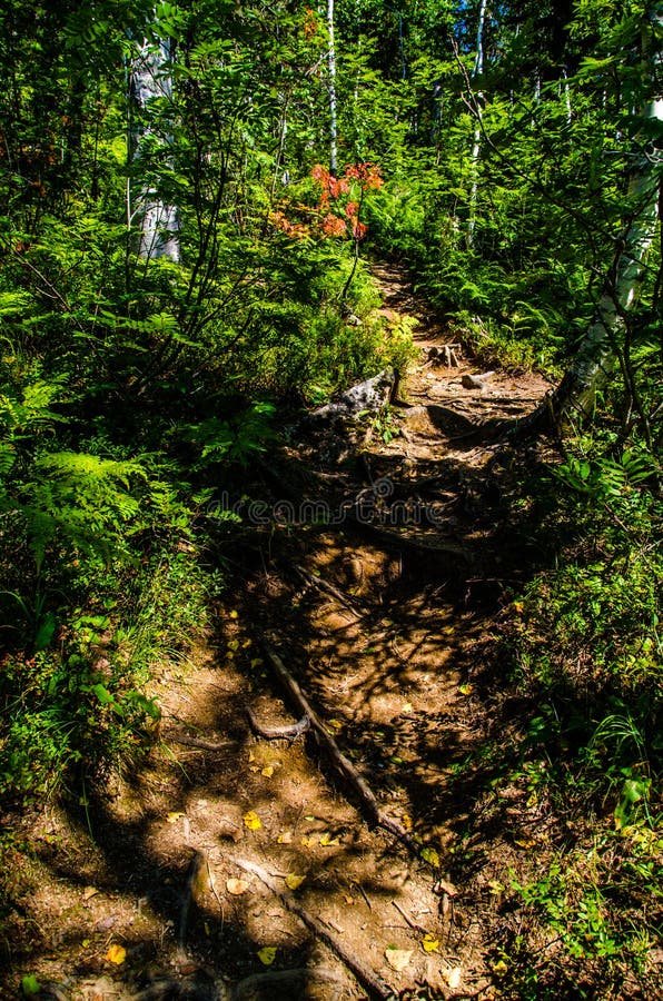 Dense Green Forest. Summer Winding Path between the Trees Stock Photo ...