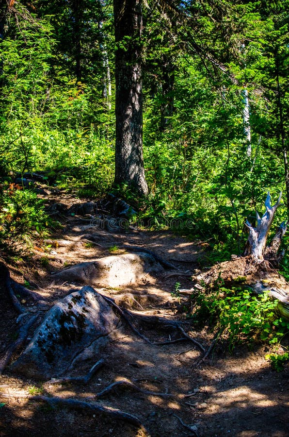Dense Green Forest. Summer Winding Path between the Trees Stock Photo ...