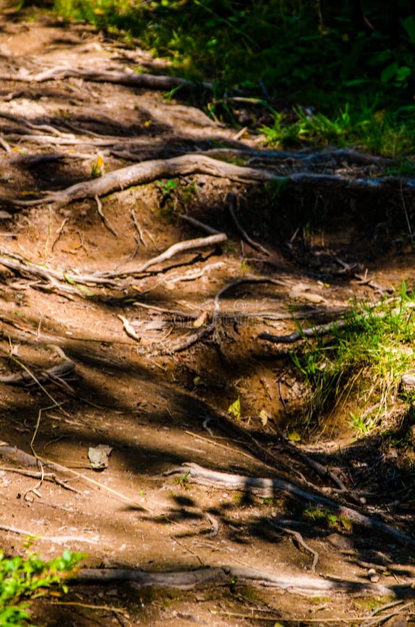 Dense Green Forest. Summer Winding Path between the Trees Stock Photo ...