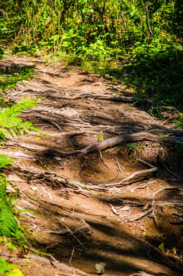 Dense Green Forest. Summer Winding Path between the Trees Stock Photo ...